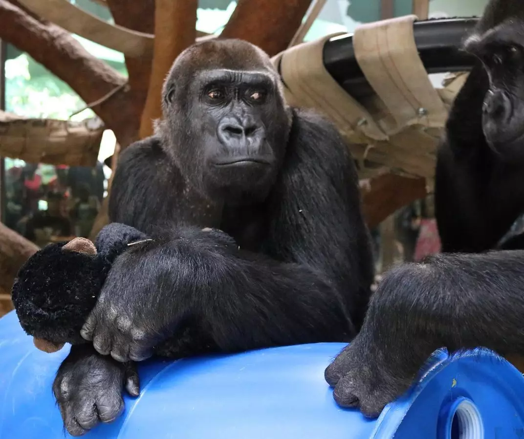 Közel négy hónapos korában az állatkert legfiatalabb gorillája elkezdte megmutatni vad gyökereit 43019_7