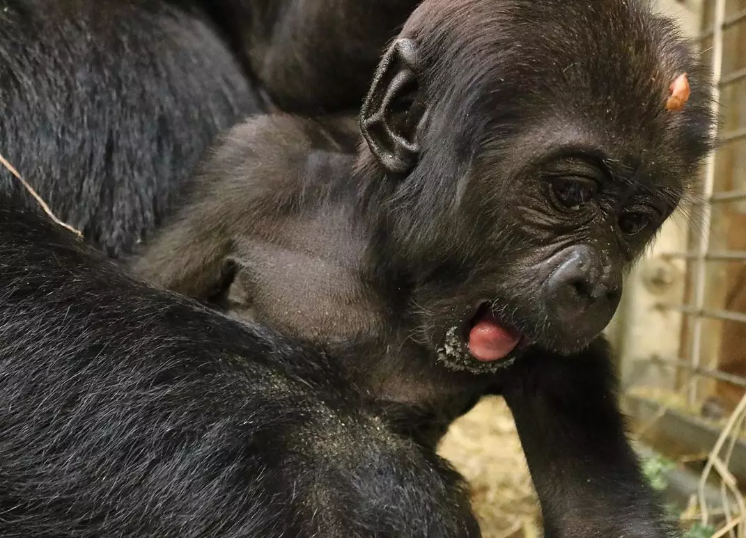 Közel négy hónapos korában az állatkert legfiatalabb gorillája elkezdte megmutatni vad gyökereit 43019_8