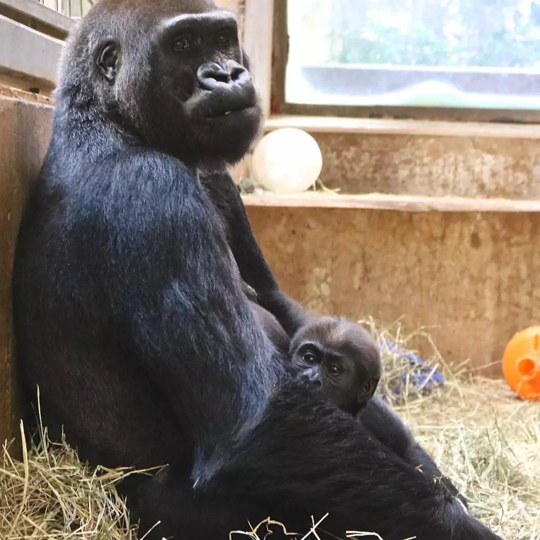 Közel négy hónapos korában az állatkert legfiatalabb gorillája elkezdte megmutatni vad gyökereit 43019_9