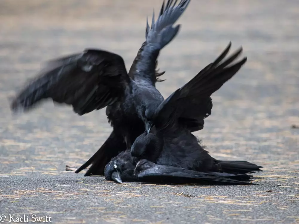 crow mutilates dead body