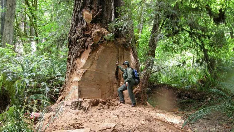 Мянган жилийн настай моднууд хэрхэн шинэ зааны ясан болсон бэ?