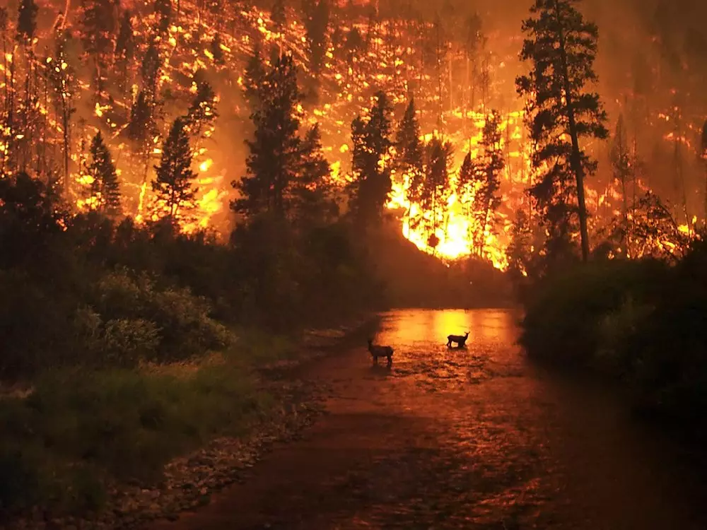 調査によると、山火事の84％が人間によって引き起こされています