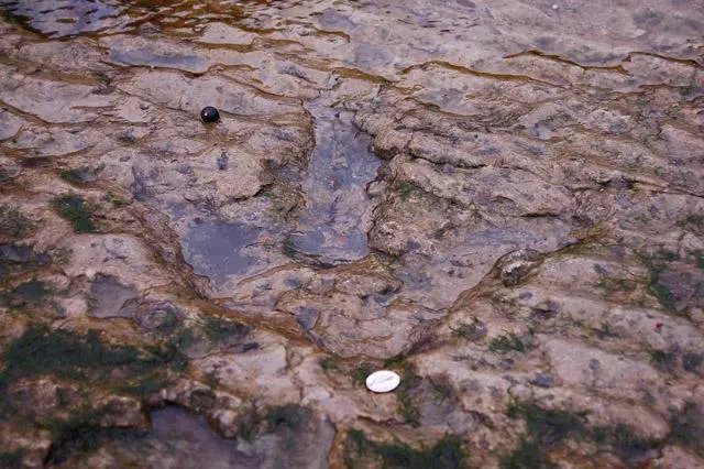 Dinosaurier-Fußabdruck, Isle of Skye, Schottland