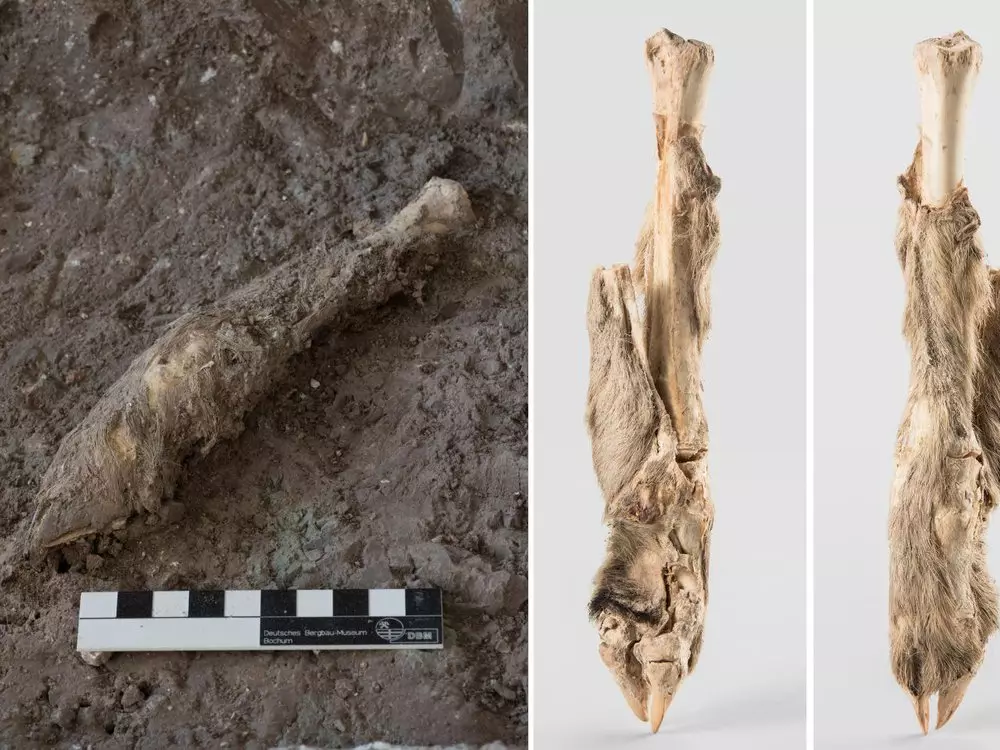 Ερευνητές ανακτούν DNA από πόδι προβάτου 1.600 ετών, φυσικά μουμιοποιημένο