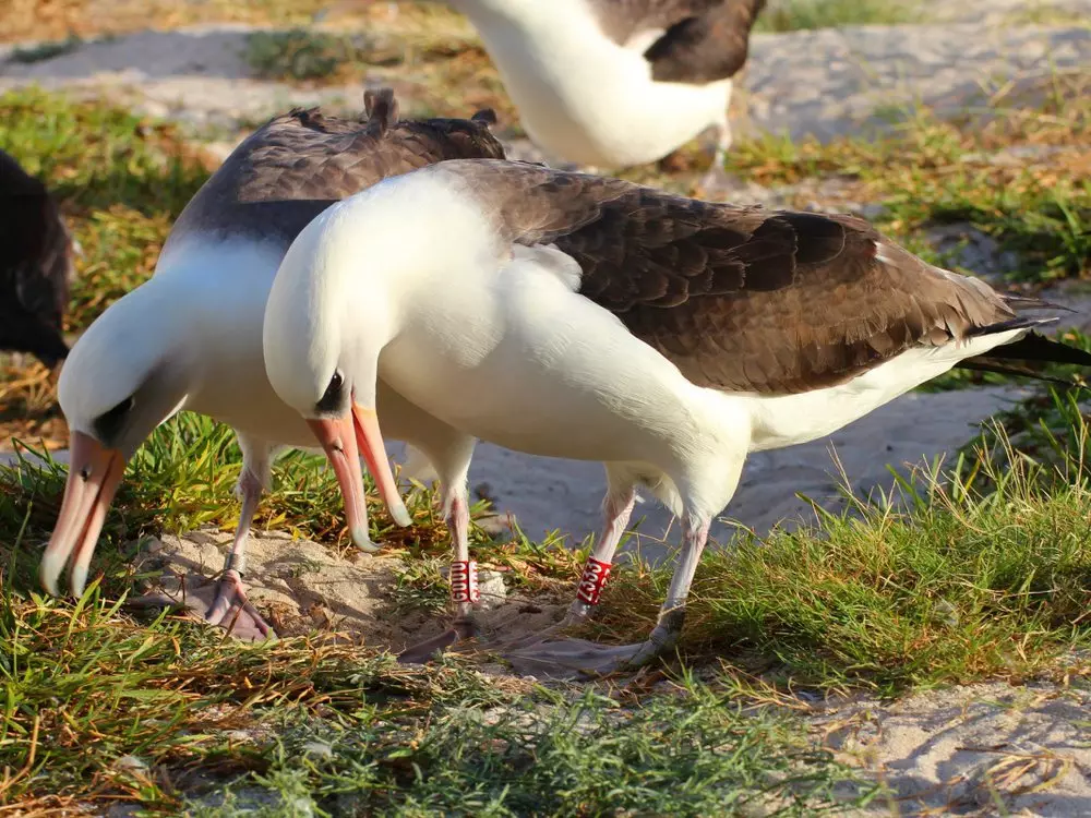 Amamihe nke albatross