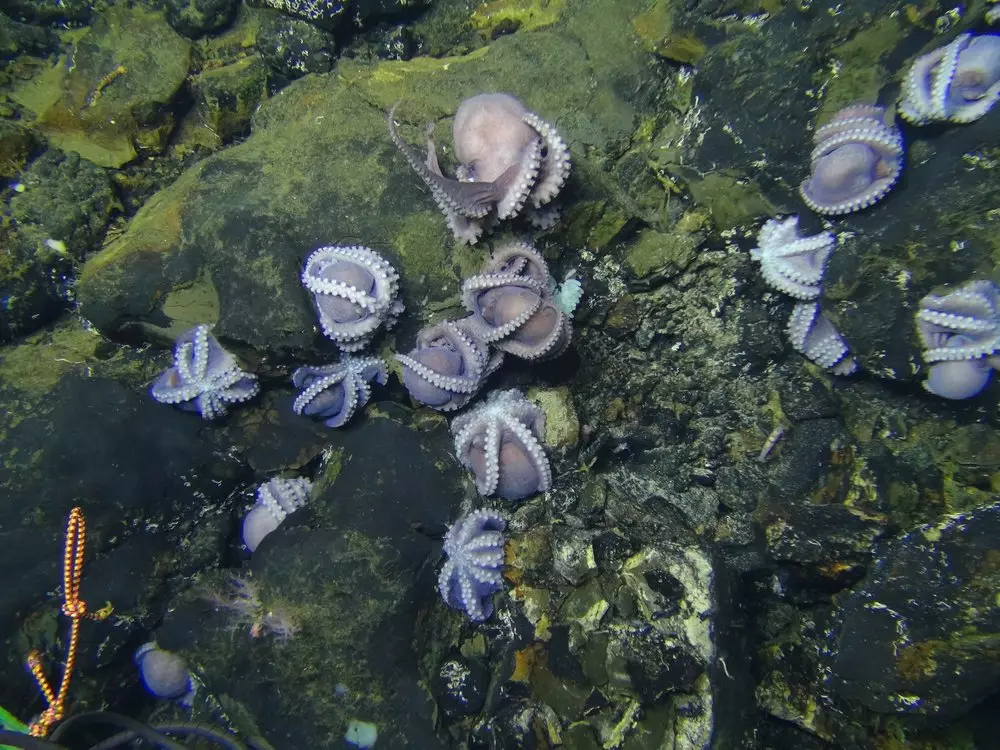 Fialové chobotnice