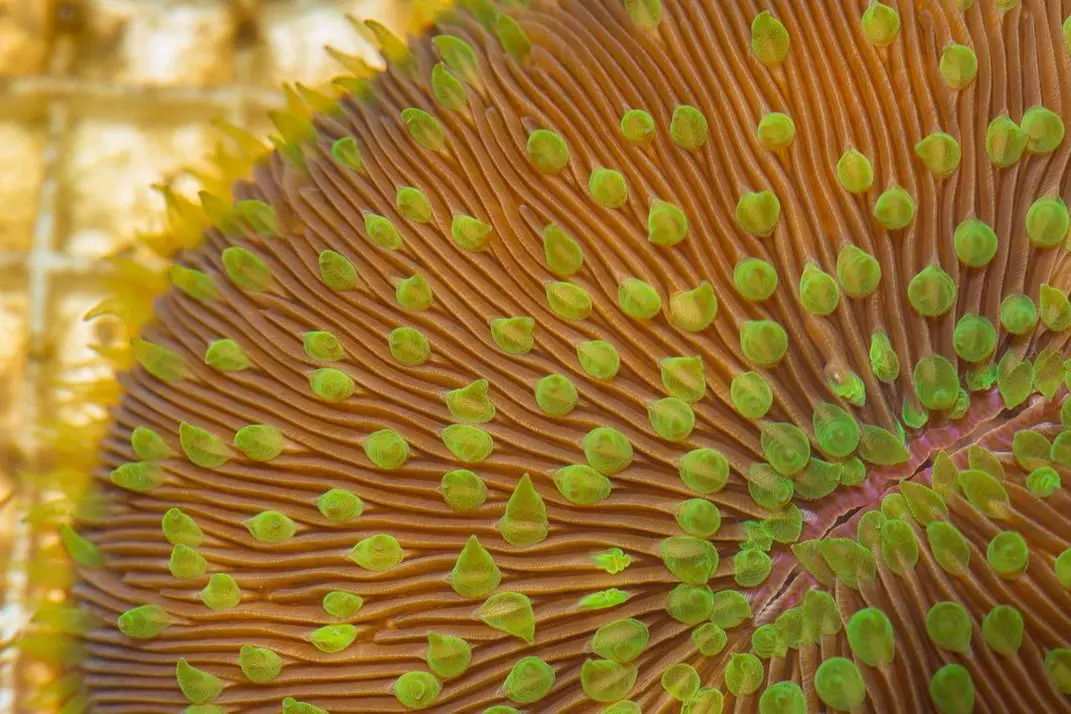 coral saludable