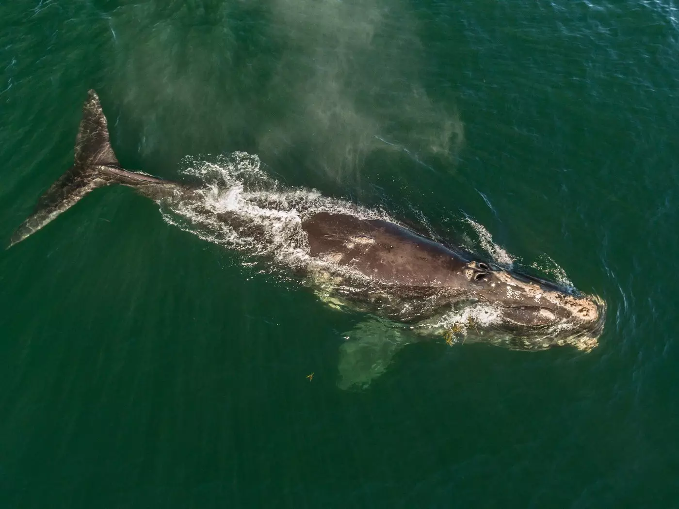 La difícil situació de la balena franca 44219_1