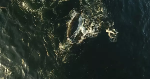 Right Whales Gif