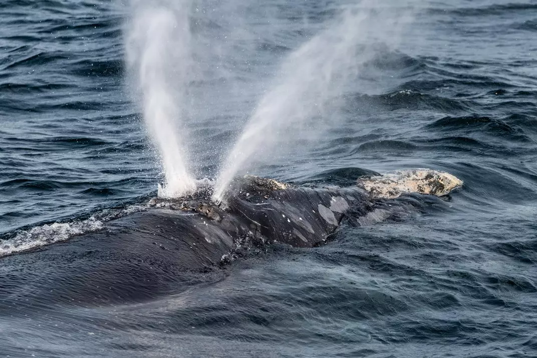 Right Whale ၏အခက်အခဲ 44219_12