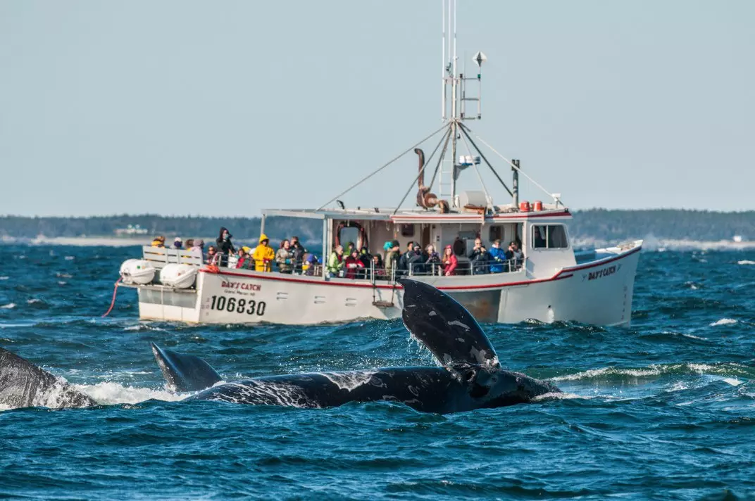 Het lot van de juiste walvis 44219_15