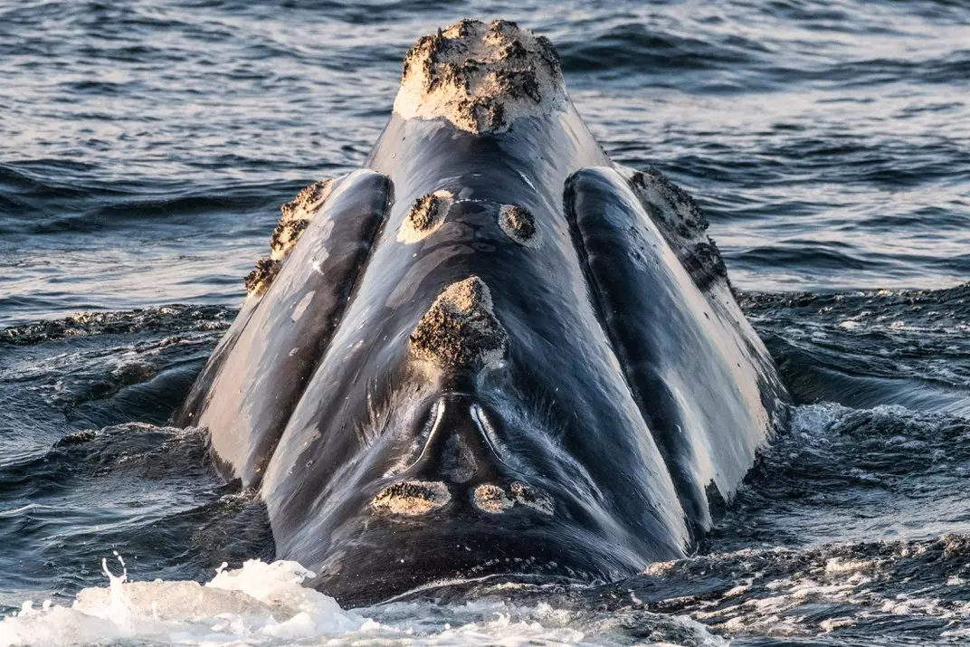 La difícil situació de la balena franca 44219_2