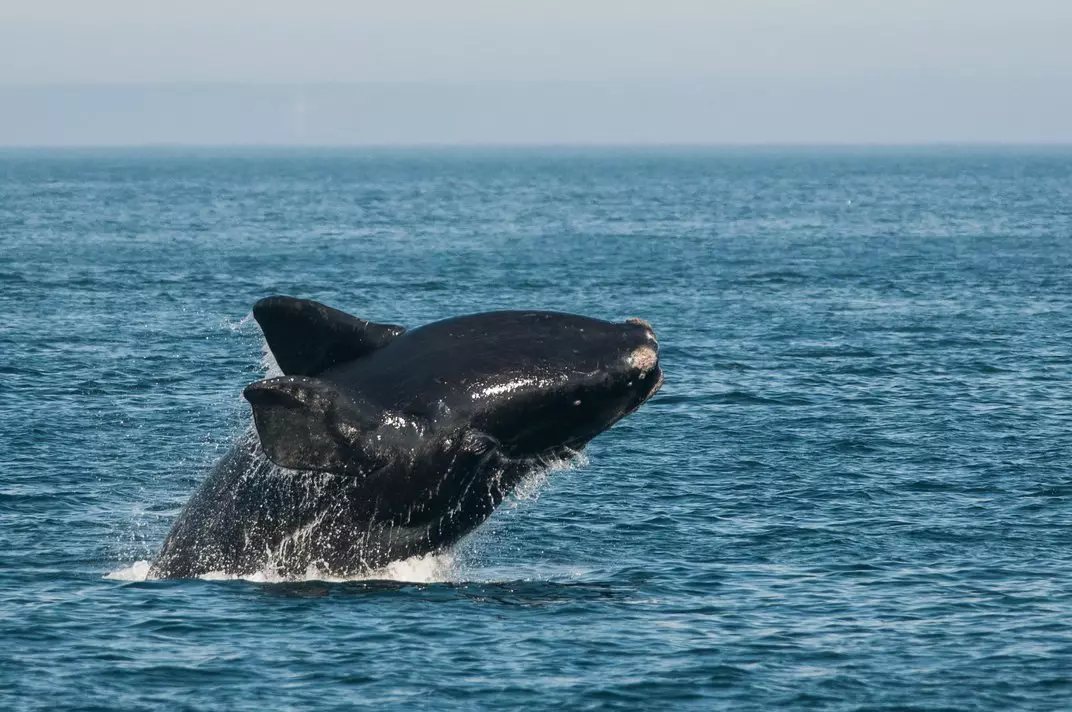 Het lot van de juiste walvis 44219_4