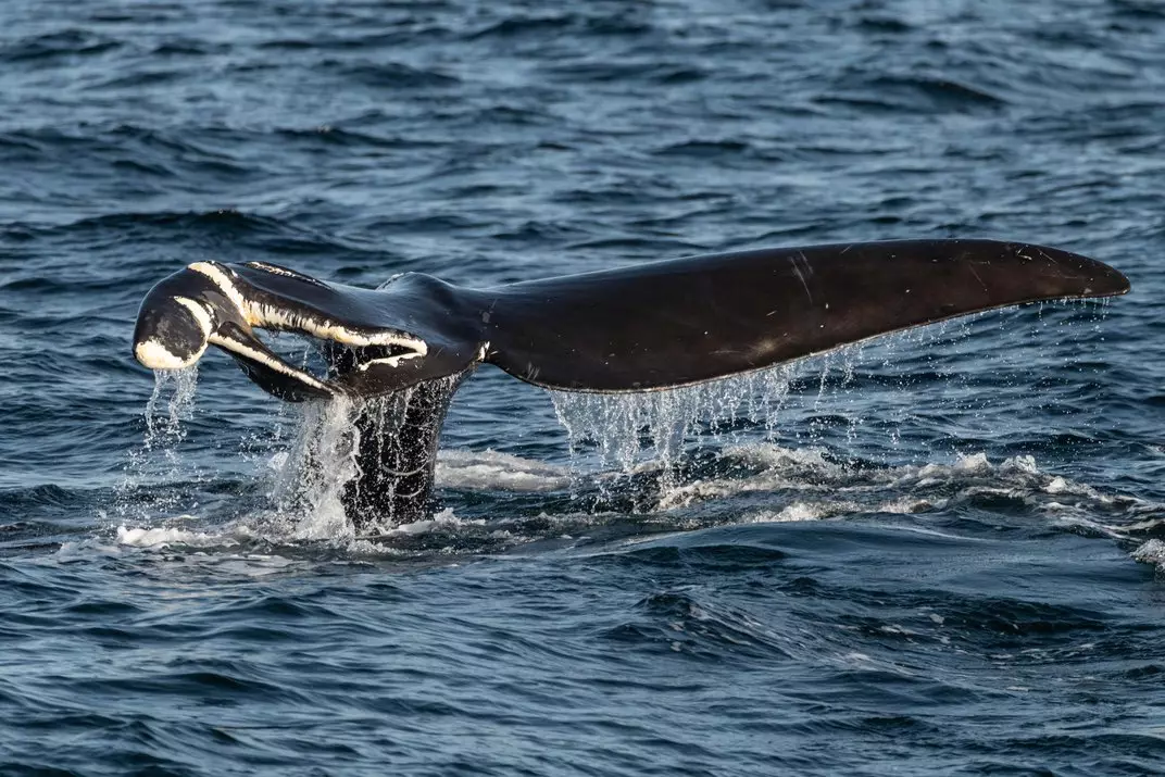 La difícil situació de la balena franca 44219_5