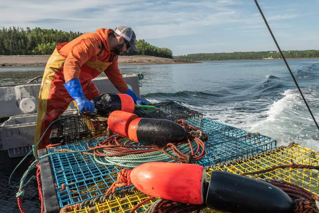 La difícil situació de la balena franca 44219_8