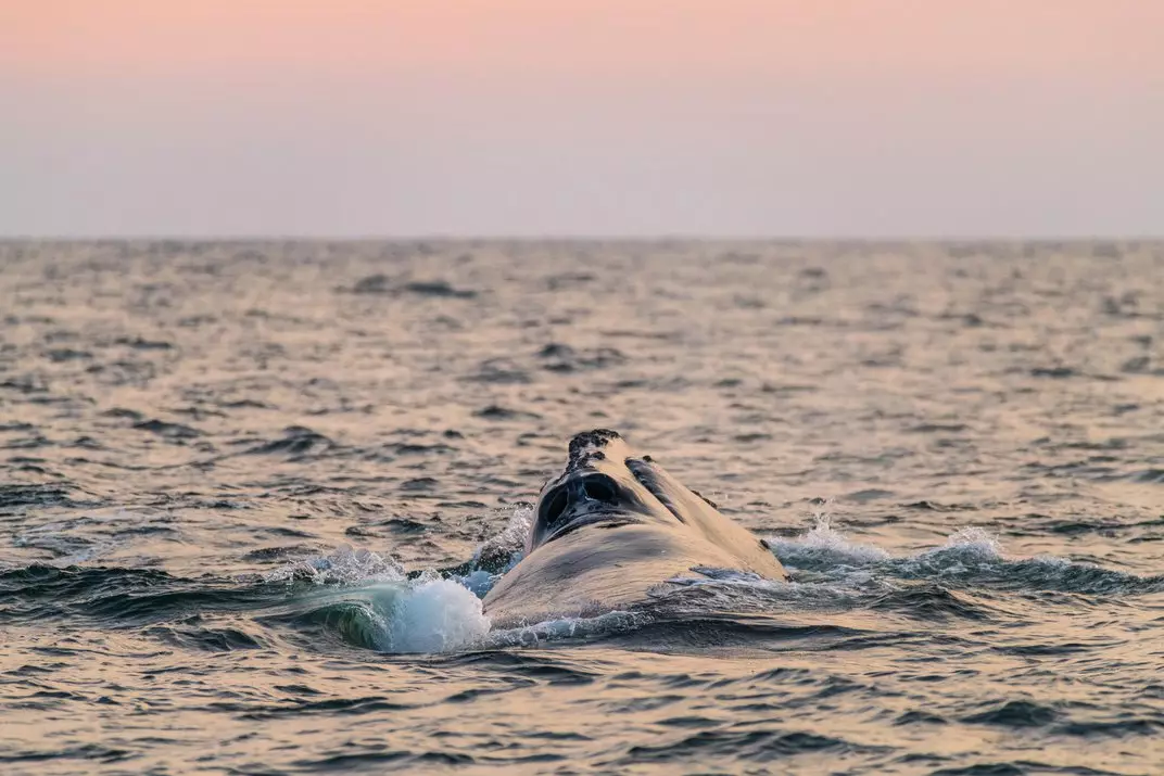 Het lot van de juiste walvis 44219_9