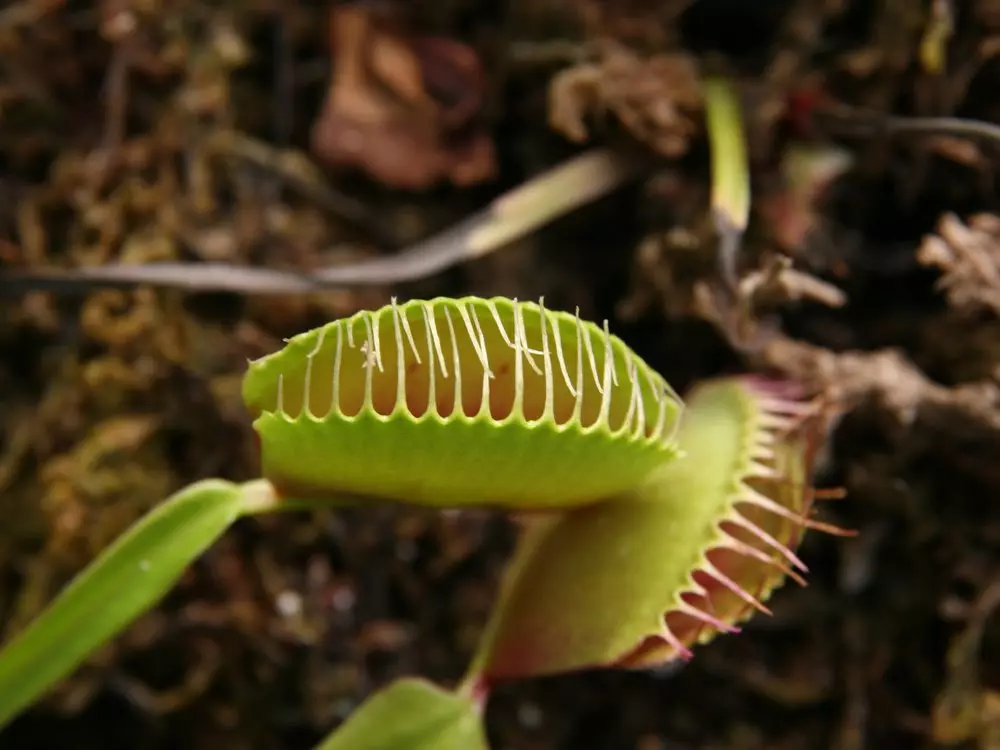 Perangkap Lalat Venus