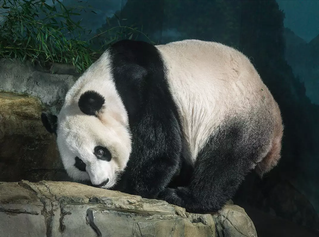 Γίνετε από κοντά και προσωπικά με τον Bao Bao σε εκπληκτικές νέες φωτογραφίες 44706_10