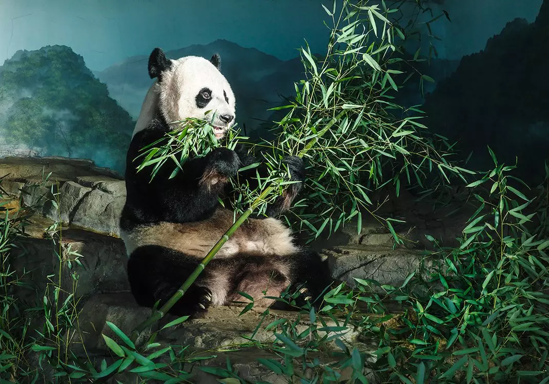 Get Up Close and Personal with Bao Bao in Amazing New ຮູບພາບ 44706_11