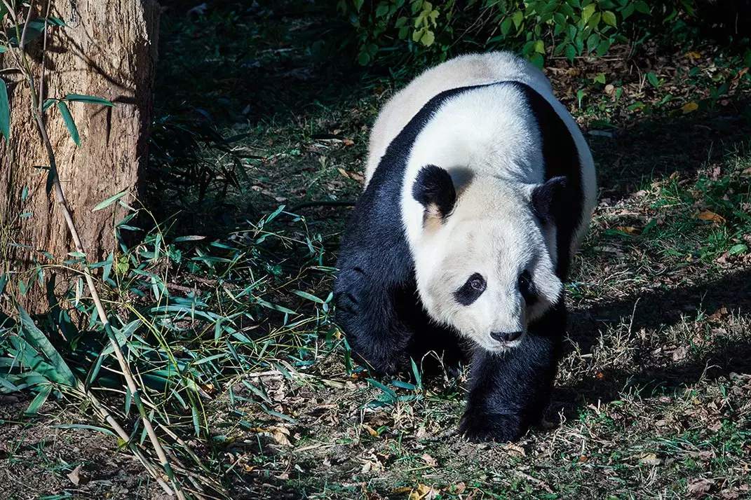 在惊人的新照片中与 Bao Bao 亲密接触 44706_12