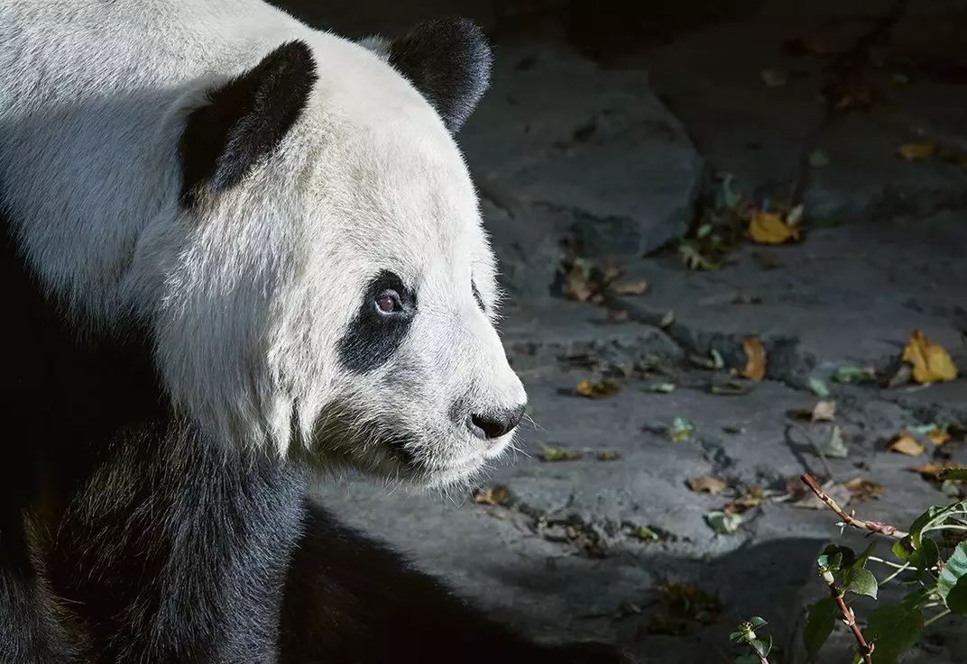 Γίνετε από κοντά και προσωπικά με τον Bao Bao σε εκπληκτικές νέες φωτογραφίες 44706_13