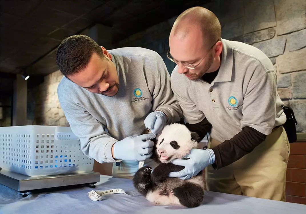 Get Up Close and Personal with Bao Bao in Amazing New ຮູບພາບ 44706_3