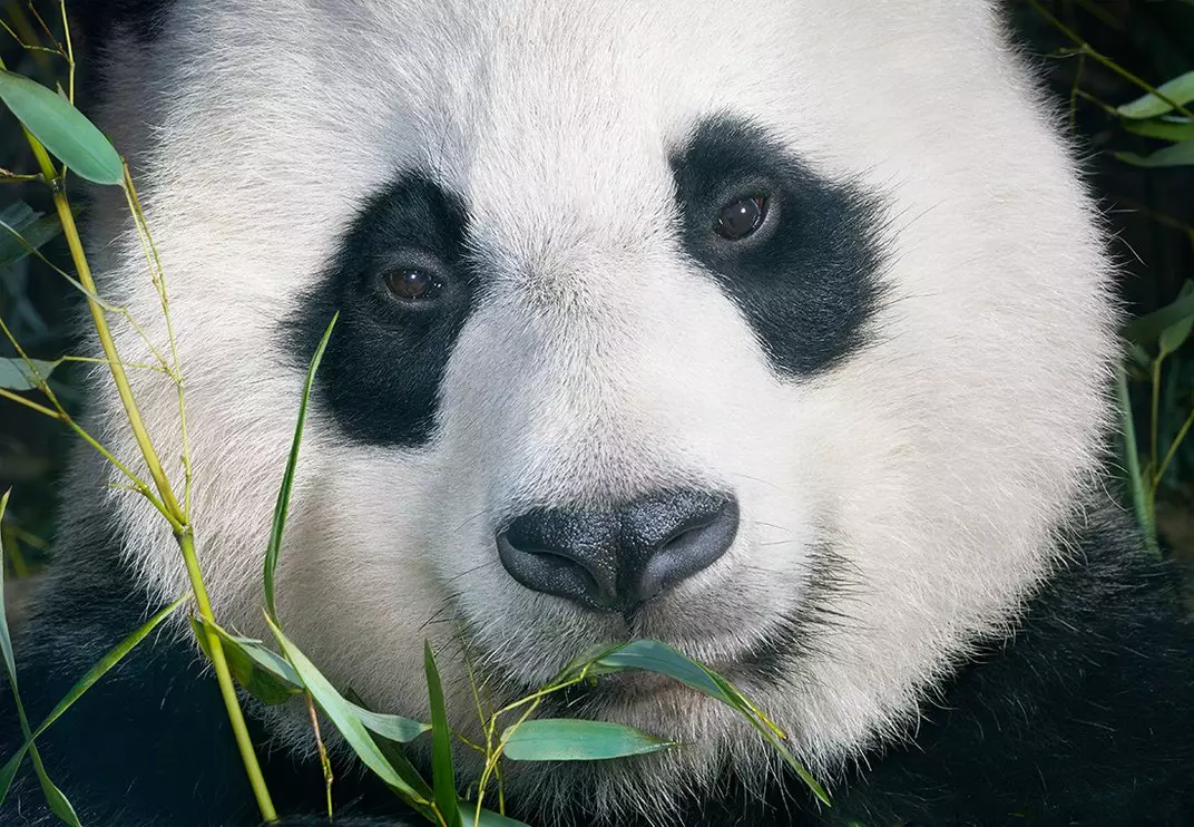 Get Up Close and Personal with Bao Bao in Amazing New ຮູບພາບ 44706_5