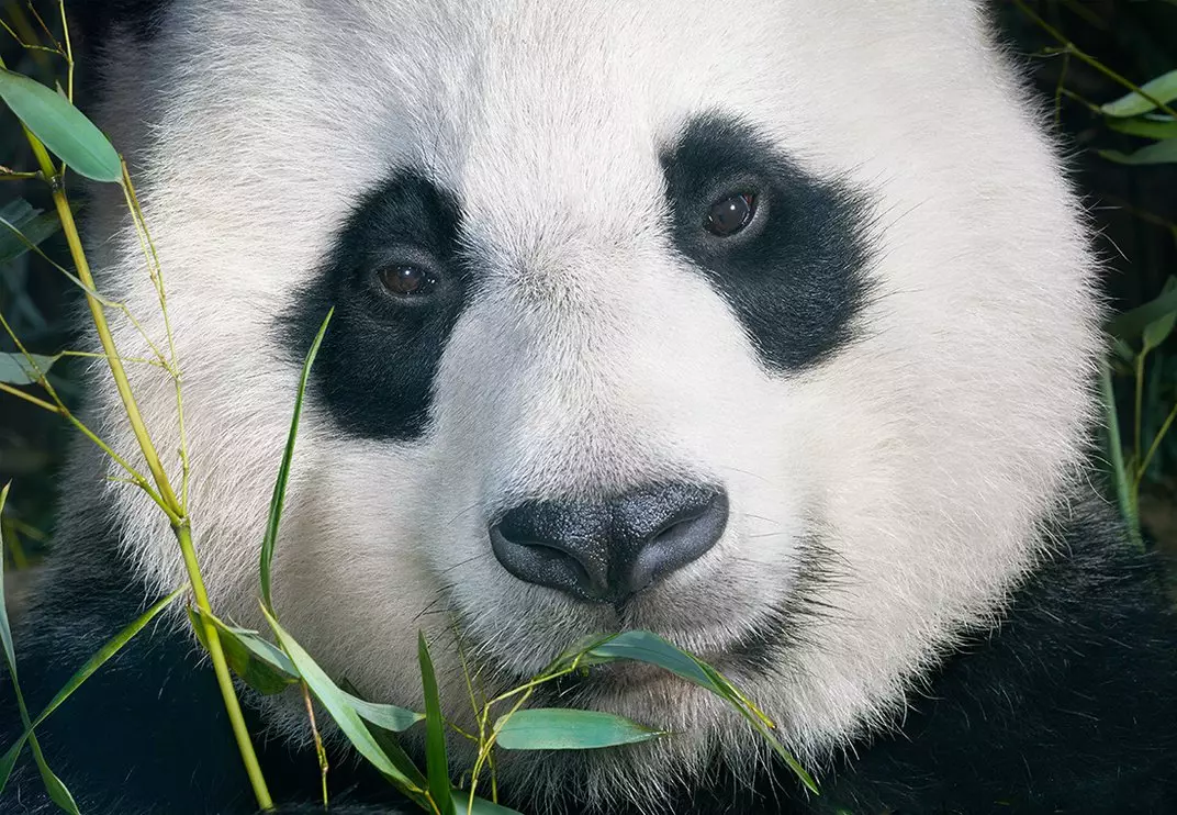 Kom tæt på og personlig med Bao Bao i fantastiske nye billeder 44706_5