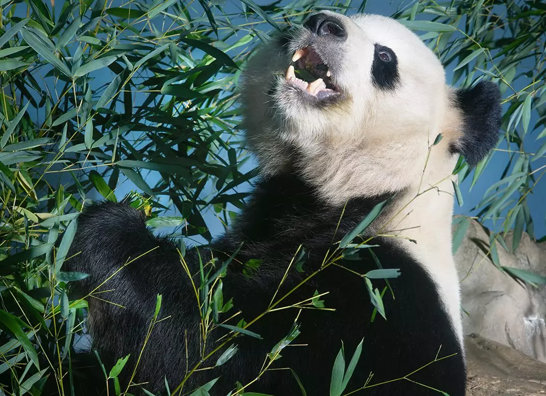 Get Up Close and Personal with Bao Bao in Amazing New ຮູບພາບ 44706_6