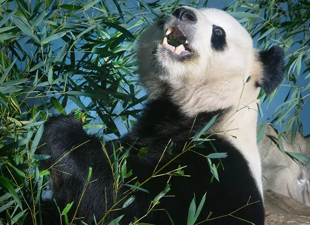 كن عن قرب وشخصيًا مع Bao Bao في صور جديدة مذهلة 44706_6