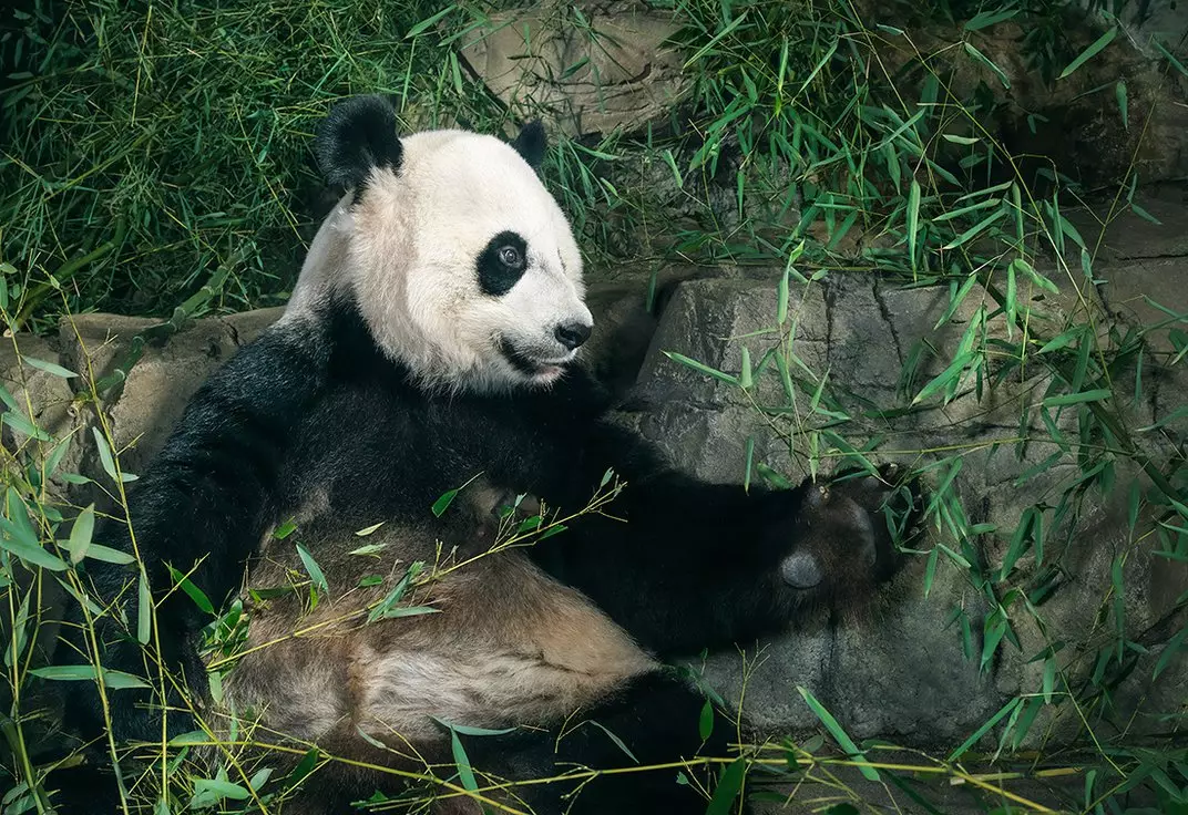 Kom tæt på og personlig med Bao Bao i fantastiske nye billeder 44706_9