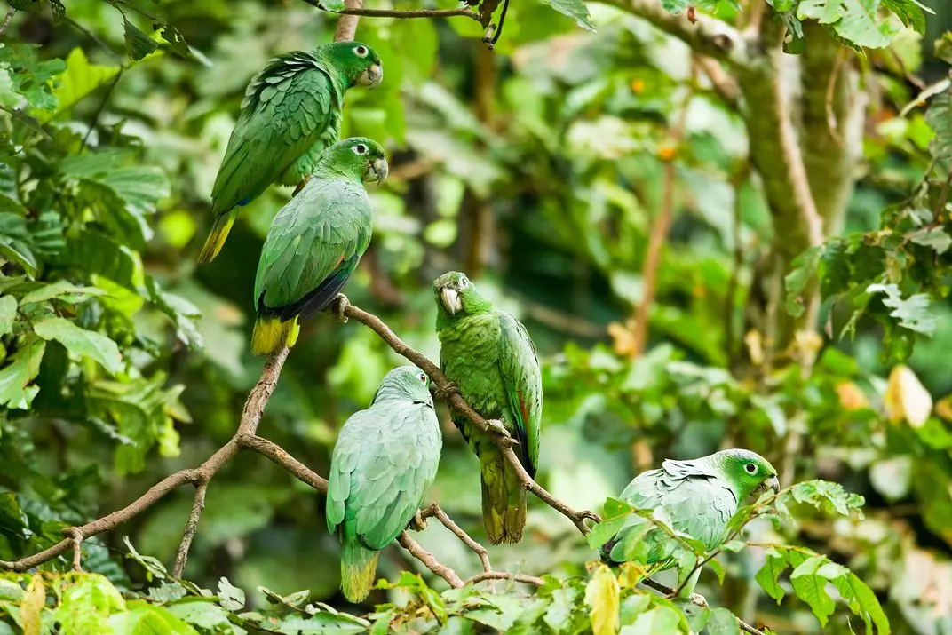 Este parque do Ecuador é un dos lugares máis biodiversos da Terra 44712_3