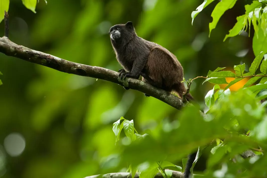 Este parque do Ecuador é un dos lugares máis biodiversos da Terra 44712_5