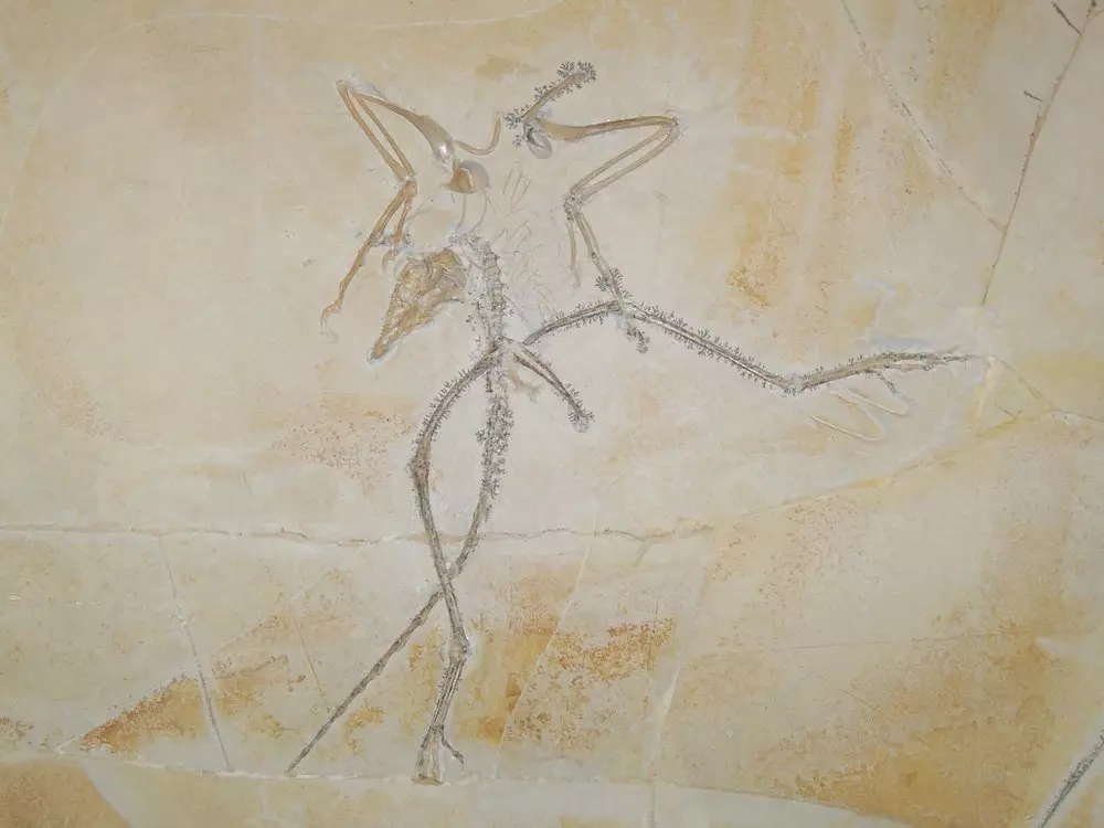 ការពិនិត្យមើលកាន់តែច្បាស់នៅ Archeopteryx