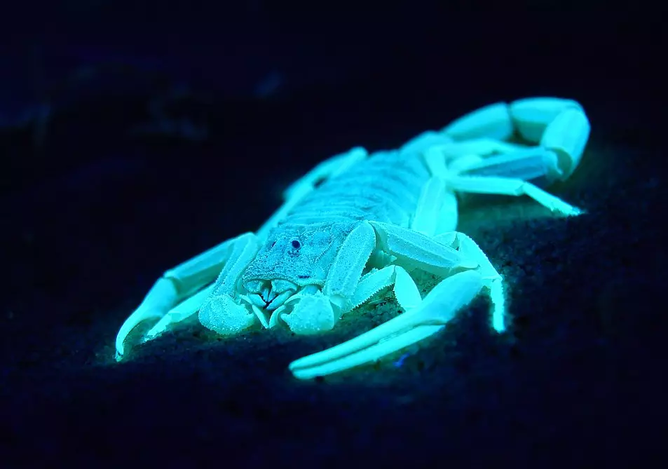 Skorpioner är bland de djur som fluorescerar.