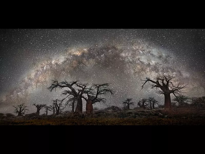 Ulduz işığı ilə çərçivələnmiş Afrikanın ən qədim ağaclarının heyrətamiz fotoşəkilləri 44955_1