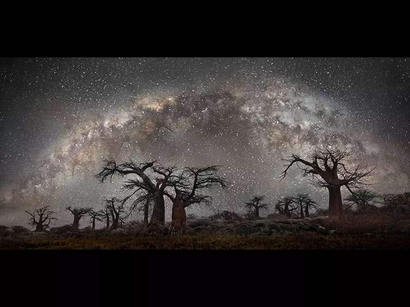 Impresionantes fotos das árbores máis antigas de África, enmarcadas pola luz das estrelas 44955_1