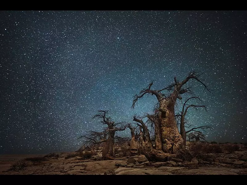 Неверојатни фотографии од најстарите дрвја во Африка, врамени со Ѕвездена светлина 44955_2