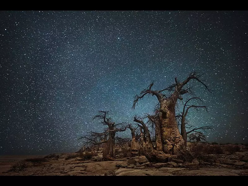 Foto-foto Menakjubkan dari Pohon Tertua di Afrika, Dibingkai oleh Cahaya Bintang 44955_2