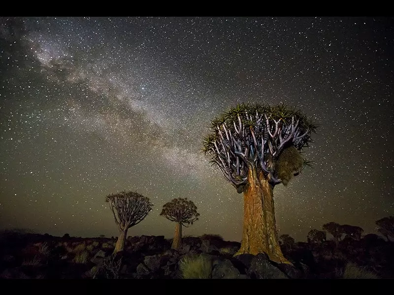 Impresionantes fotos de los árboles más antiguos de África, enmarcadas por la luz de las estrellas 44955_3