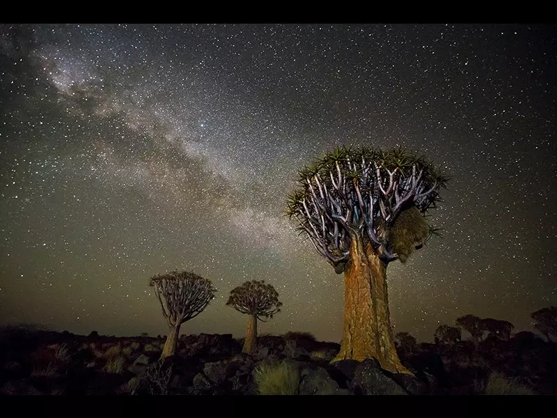 Impresionantes fotos das árbores máis antigas de África, enmarcadas pola luz das estrelas 44955_3