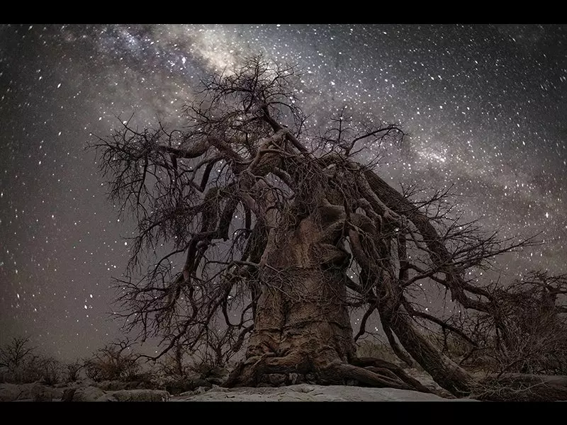Εκπληκτικές φωτογραφίες από τα παλαιότερα δέντρα της Αφρικής, πλαισιωμένες από το Starlight 44955_4