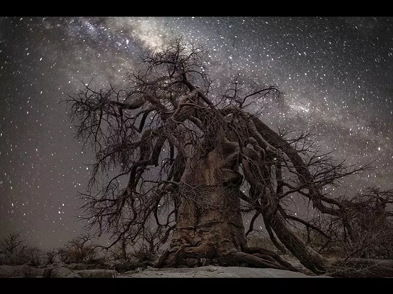 Impresionantes fotos das árbores máis antigas de África, enmarcadas pola luz das estrelas 44955_4