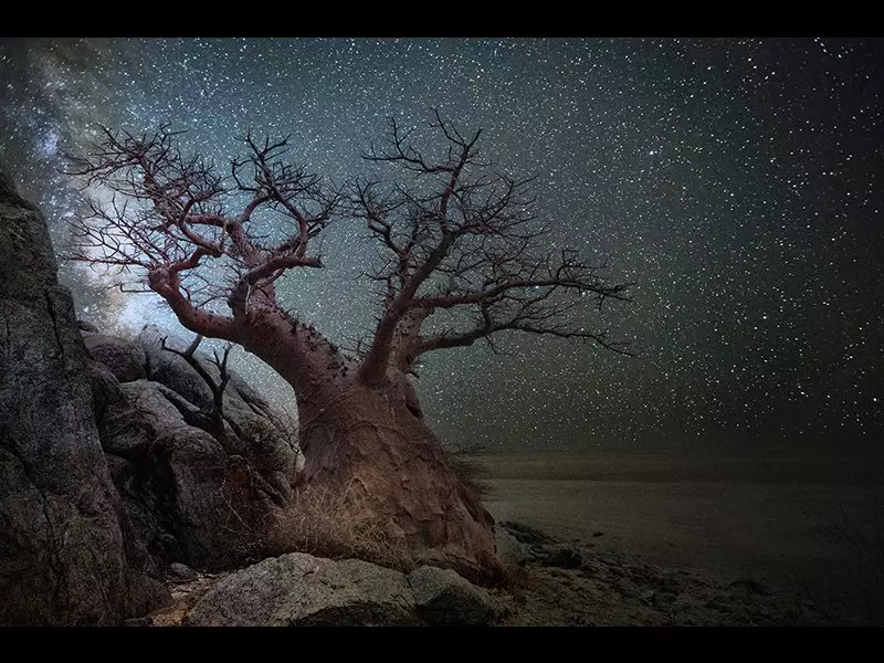 Неверојатни фотографии од најстарите дрвја во Африка, врамени со Ѕвездена светлина 44955_5