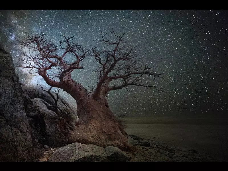 Impresionantes fotos das árbores máis antigas de África, enmarcadas pola luz das estrelas 44955_5