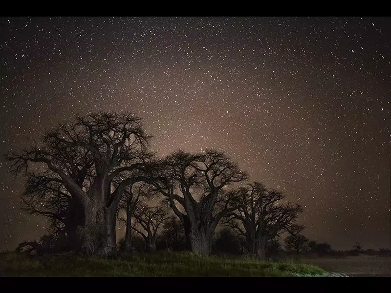 Impresionantes fotos de los árboles más antiguos de África, enmarcadas por la luz de las estrellas 44955_6