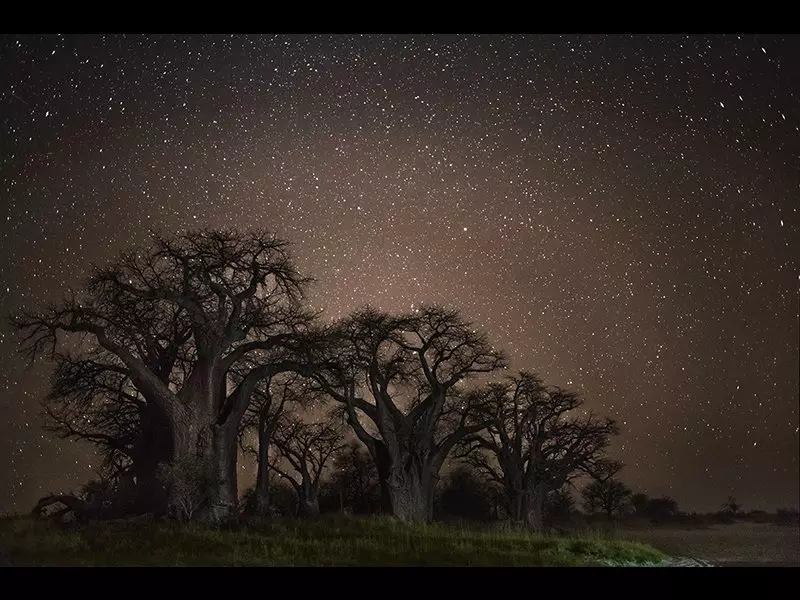 Atemberaubende Fotos von Afrikas ältesten Bäumen, eingerahmt von Starlight 44955_6