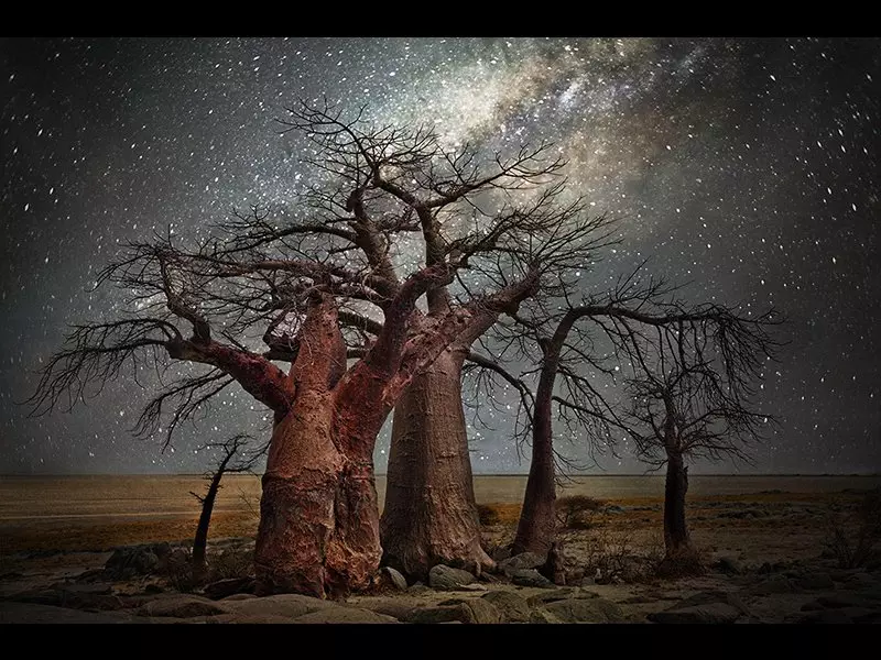 Ulduz işığı ilə çərçivələnmiş Afrikanın ən qədim ağaclarının heyrətamiz fotoşəkilləri 44955_7