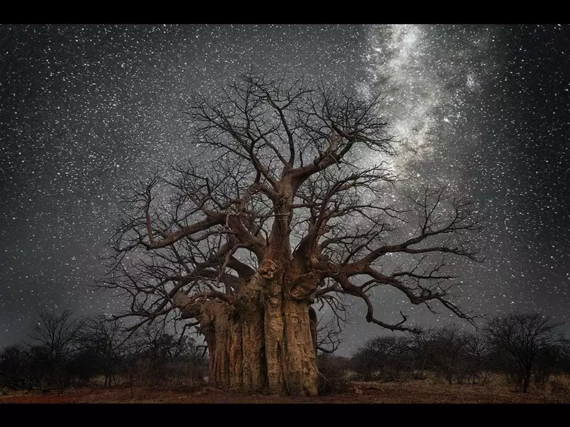Ulduz işığı ilə çərçivələnmiş Afrikanın ən qədim ağaclarının heyrətamiz fotoşəkilləri 44955_8