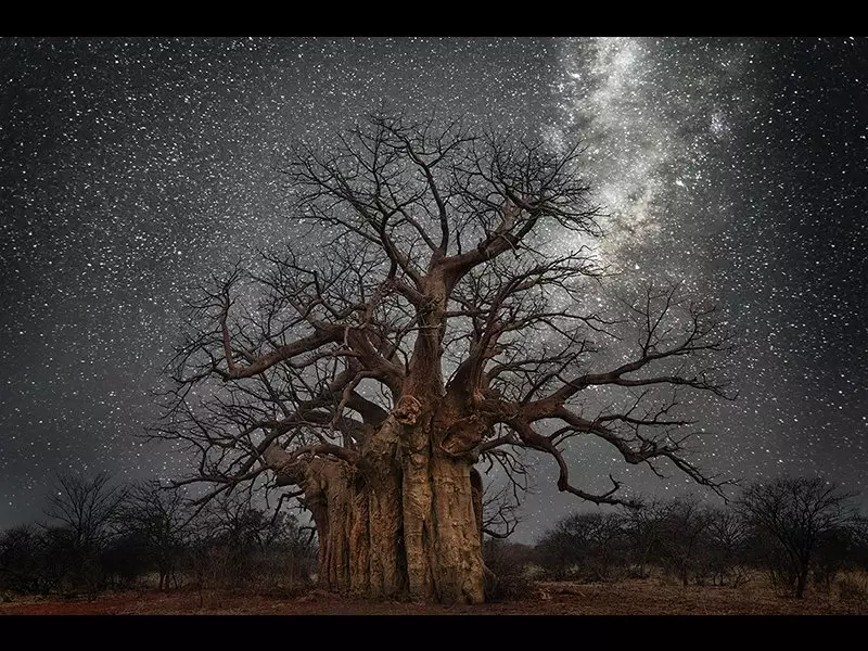 Lenyűgöző fotók Afrika legrégebbi fáiról, Starlight keretezve 44955_8